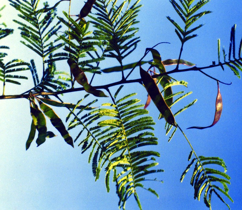 acaia/vaka-a-va-(Acacia Catechu ,Black catechu) - KERALA FLORA