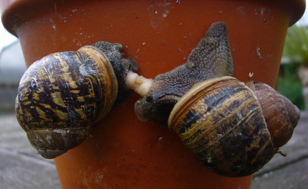 Spiky obsession: The secret life of snails