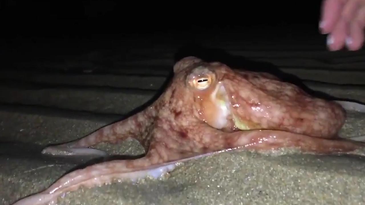 Beached Octopus