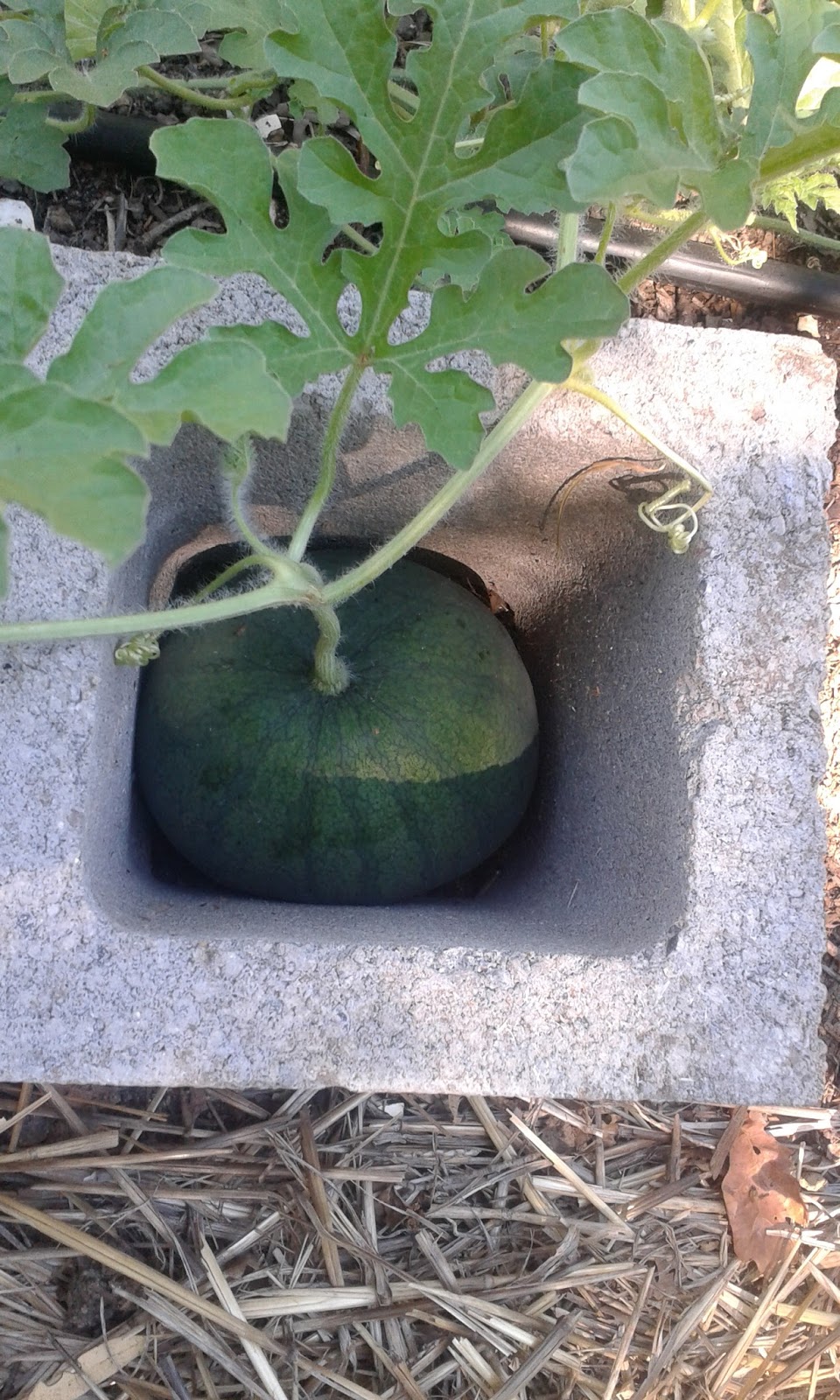 the girl & the fig farm project: Musing on melons