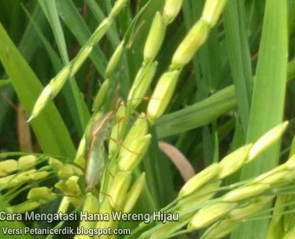 Cara Mengatasi/Membasmi Hama Wereng Hijau Pada Tanaman Padi - Petani Cerdik