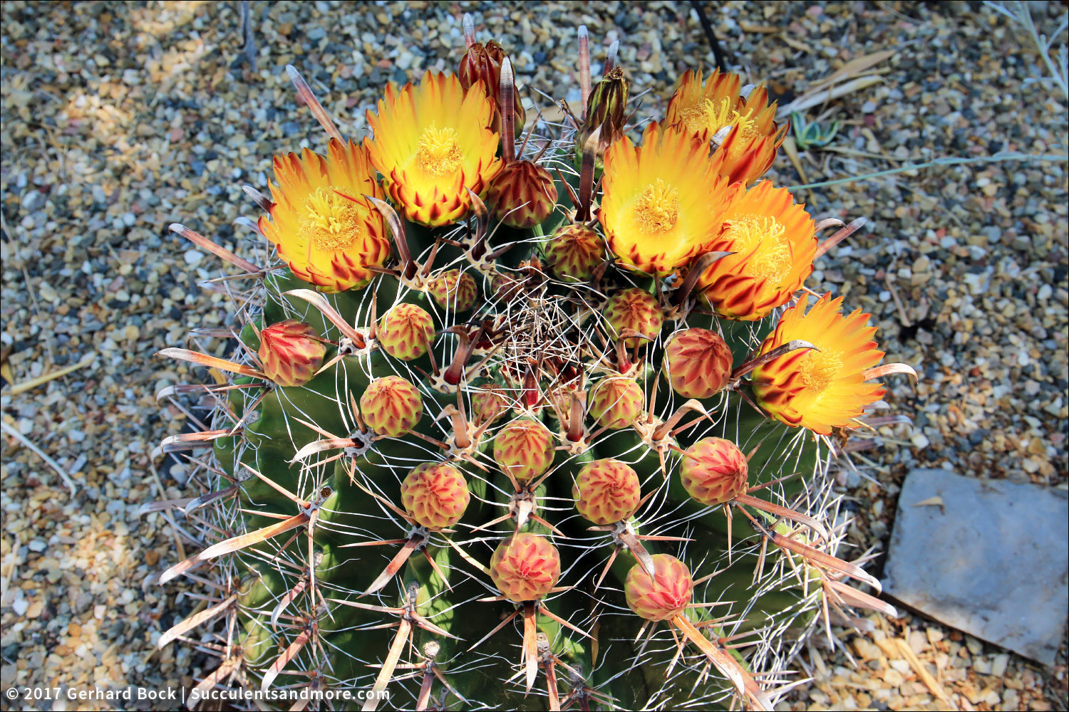 Succulents and More: Twisted barrel cactus has more flowers than ever