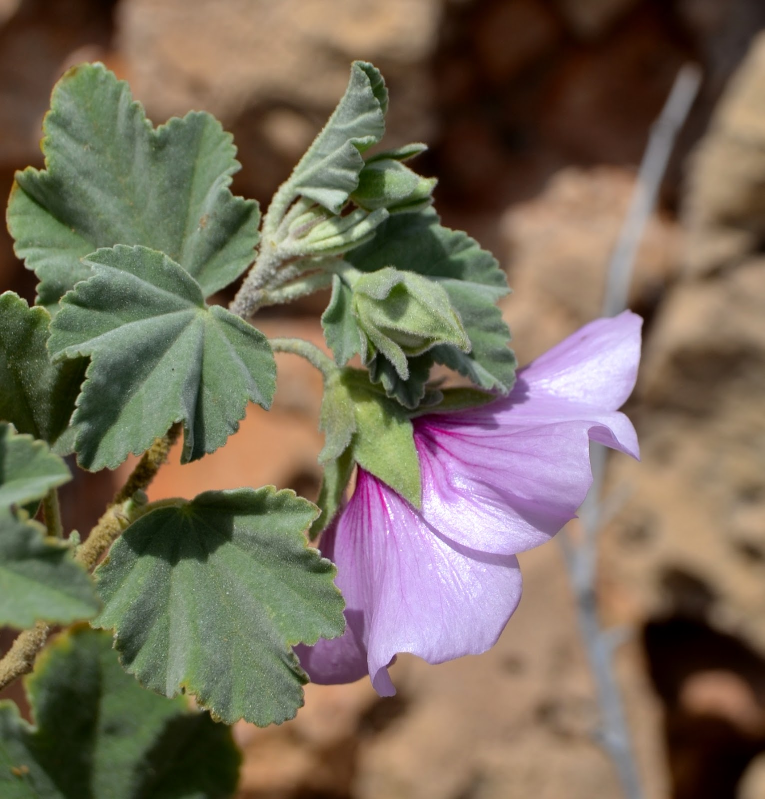 Plantas: Beleza e Diversidade: Recapitulando: Lavatera maritima
