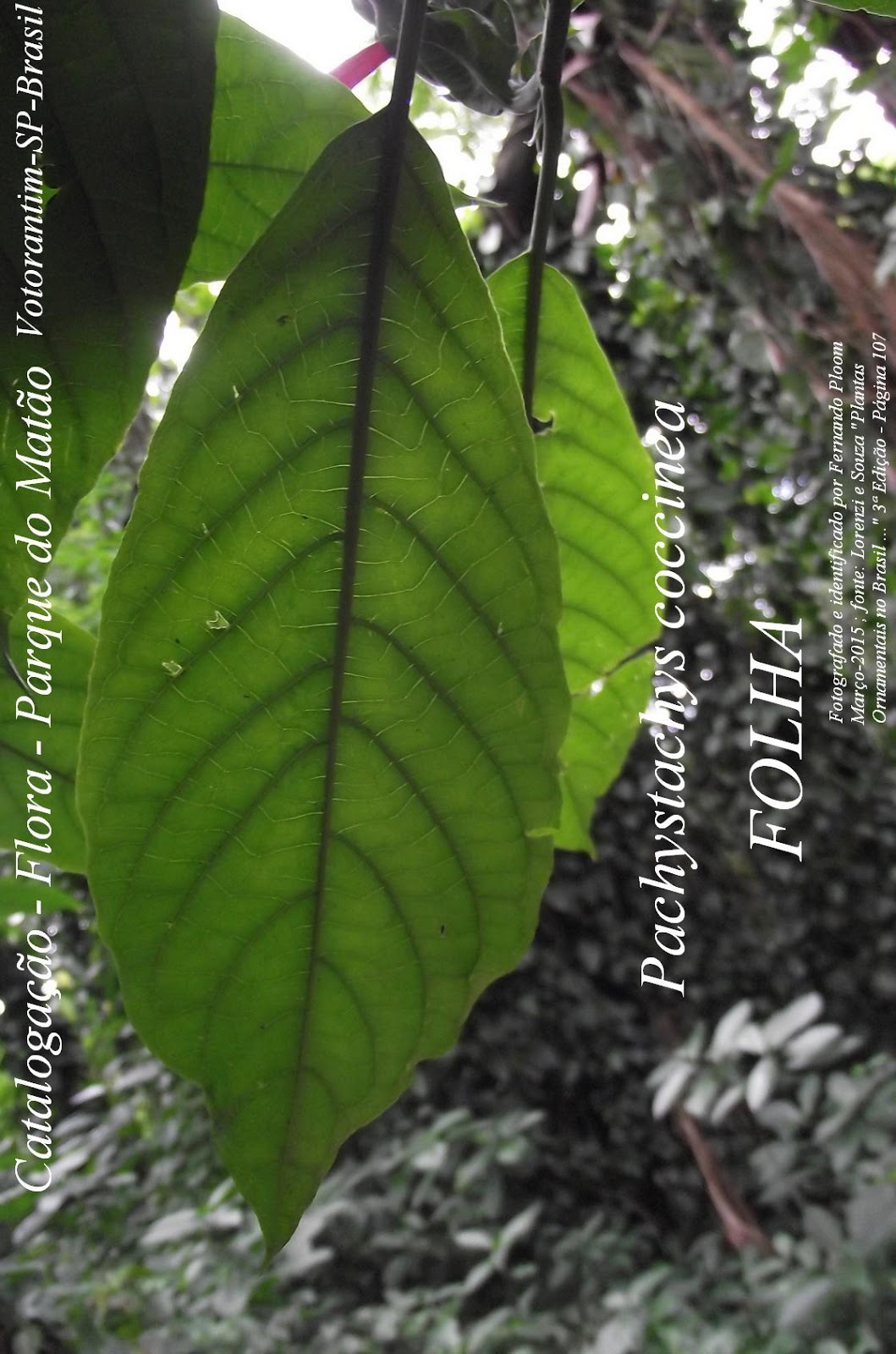 Naturalista Votorantinense: Pachystachys coccinea - planta' Camarão ...