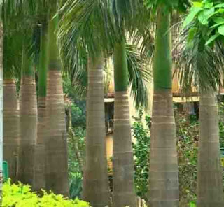 Analisis Usaha Tanaman Palem Raja - PUSTAKA PETANI