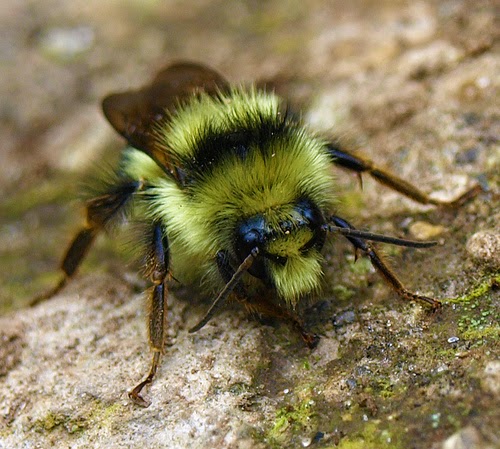 Insect Ecology at JMU: Bees in the Arctic!