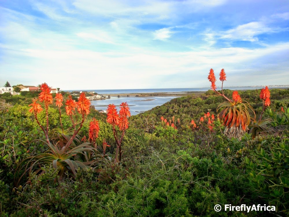 Port Elizabeth Daily Photo: Aloe view of Swartkops River mouth