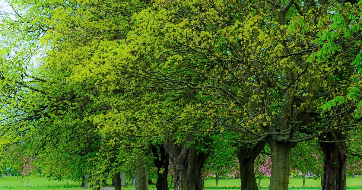 Green Grandma: Free educational resources from the Arbor Day Foundation