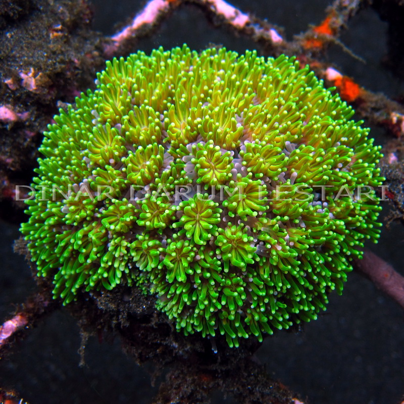 PT. DINAR DARUM LESTARI: Galaxea spp