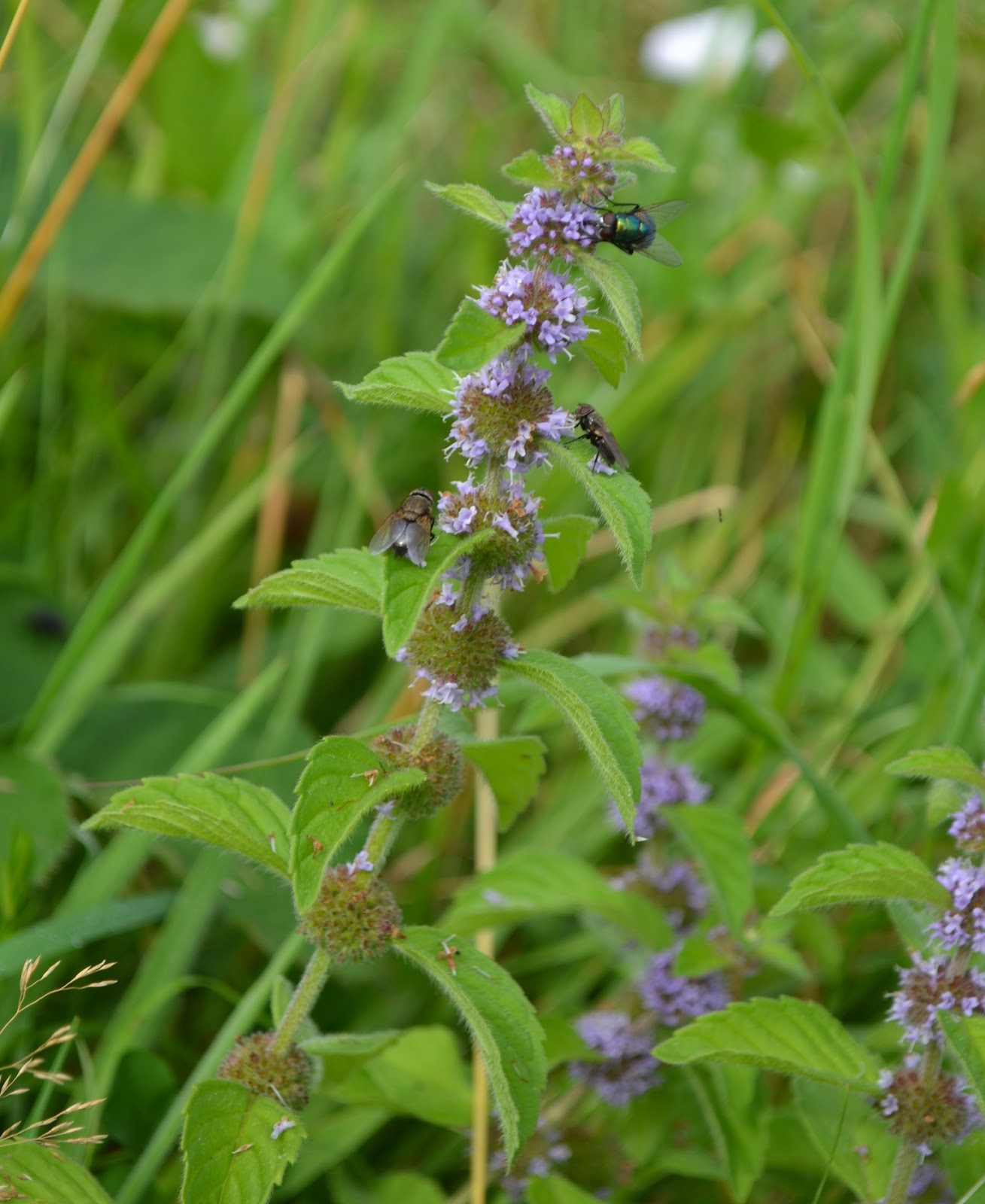 Walks among Flowers: Oxfordshire: Chiltern Escarpment: Aston Rowant to ...