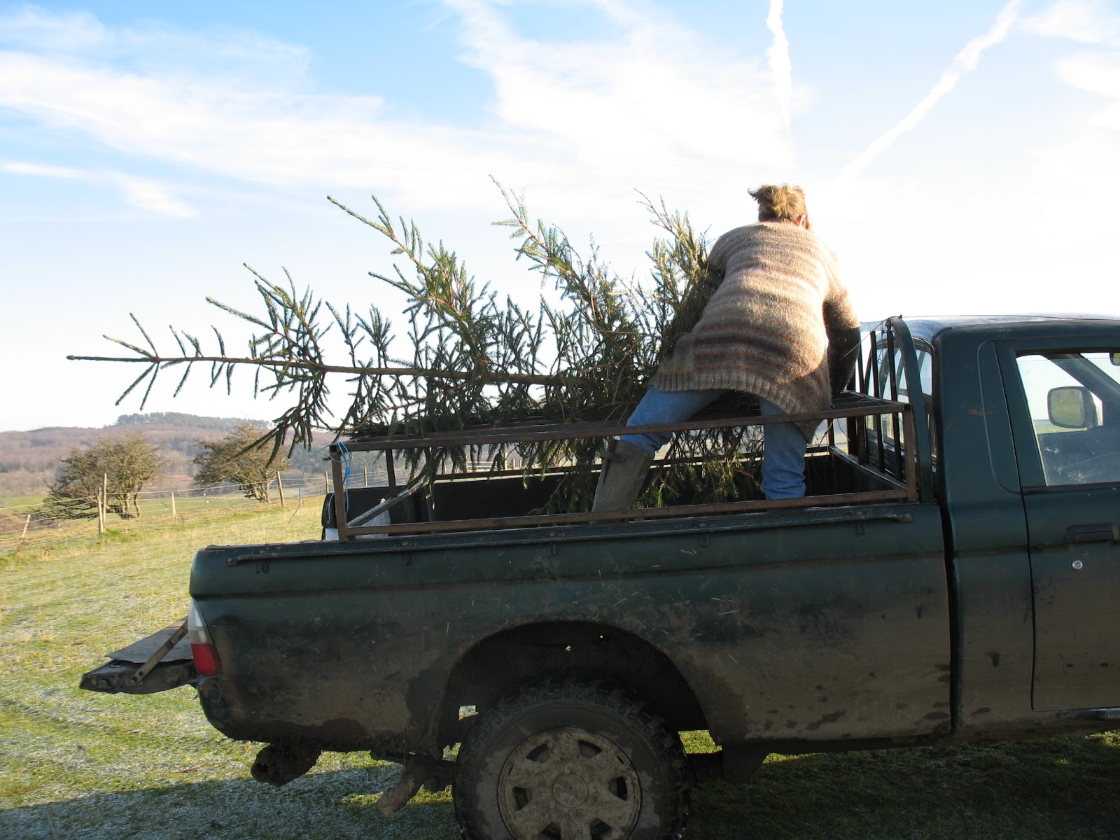 Milkweed & Teasel: Of Christmas trees and cobbling together