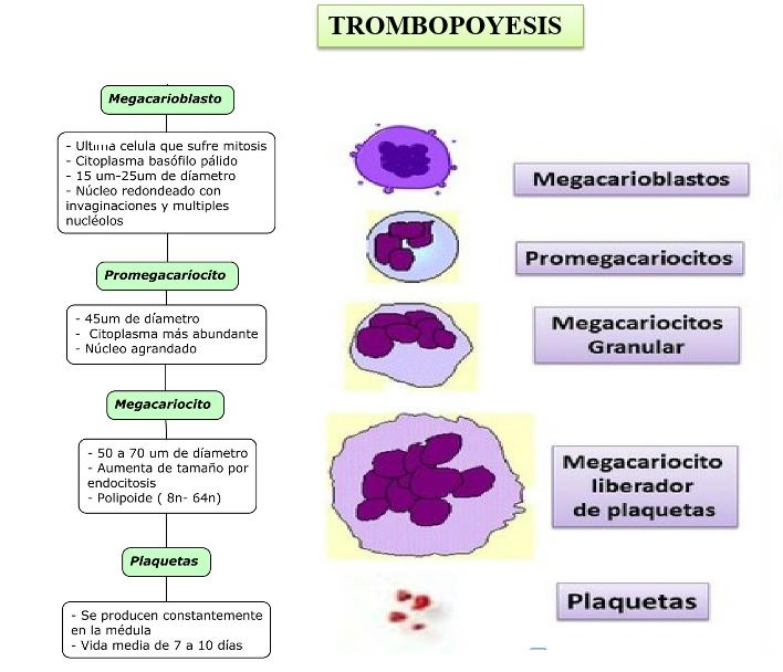 Diferencias histológicas entre las células precursoras de la sangre ...