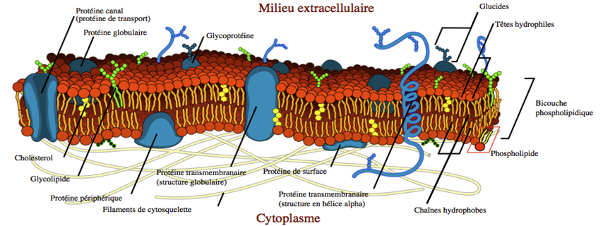 Ermitage TPE 1S1: A. Potentiels Membranaires