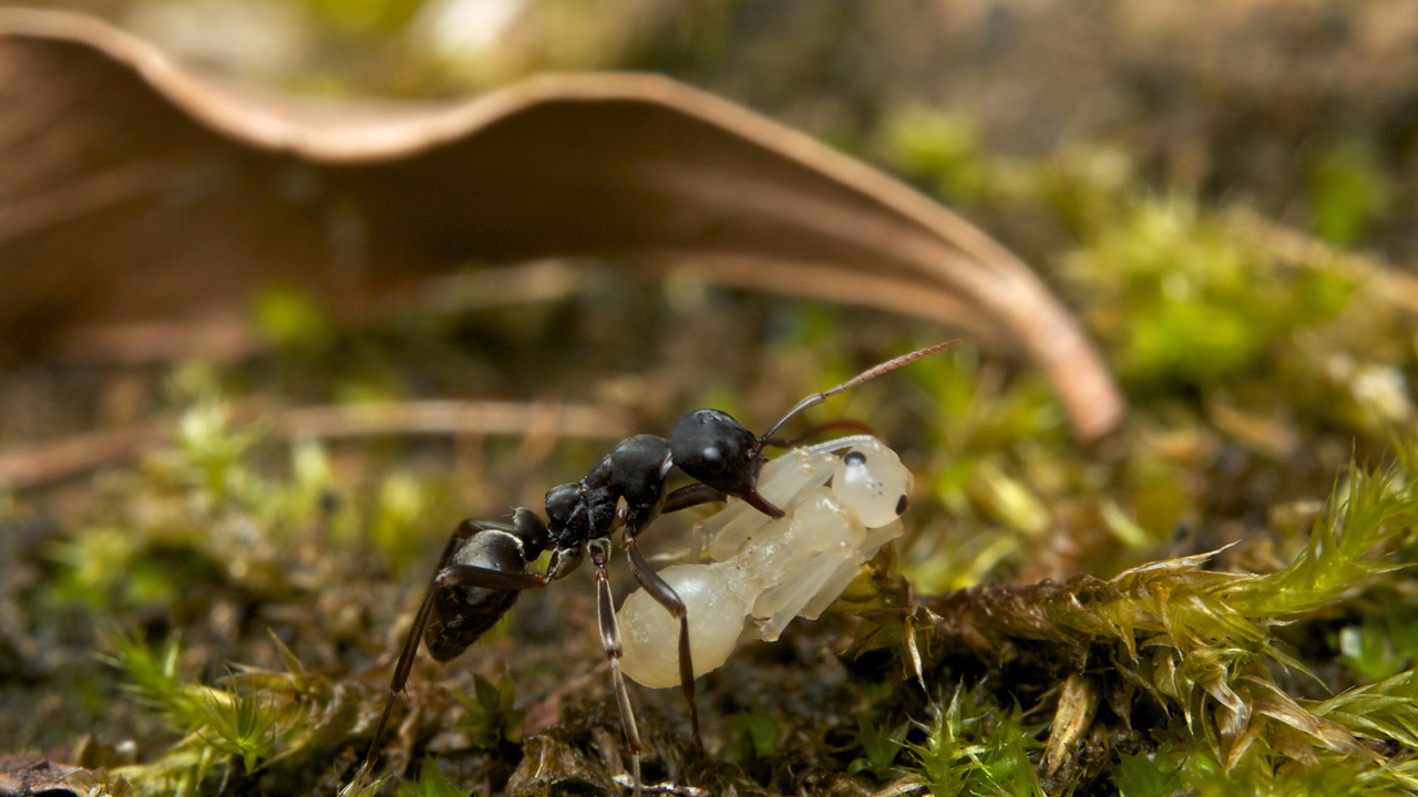 ムシをデザインしたのはダレ？: サムライアリ の奴隷狩り！！