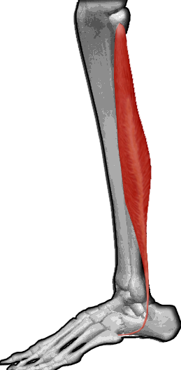 musculo peroneo lateral largo