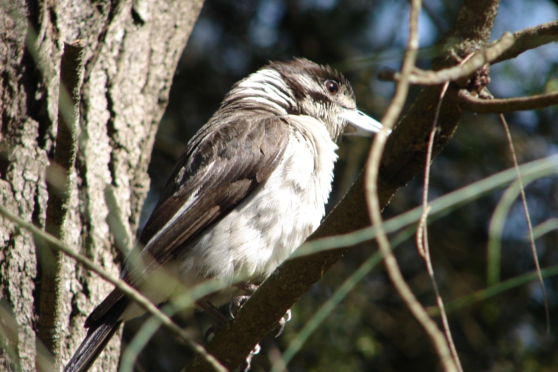 Snap Happy Birding: Random Butcherbird Photographs