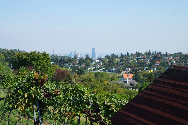 La culture du vin à Vienne : de la vigne aux Heuriger
