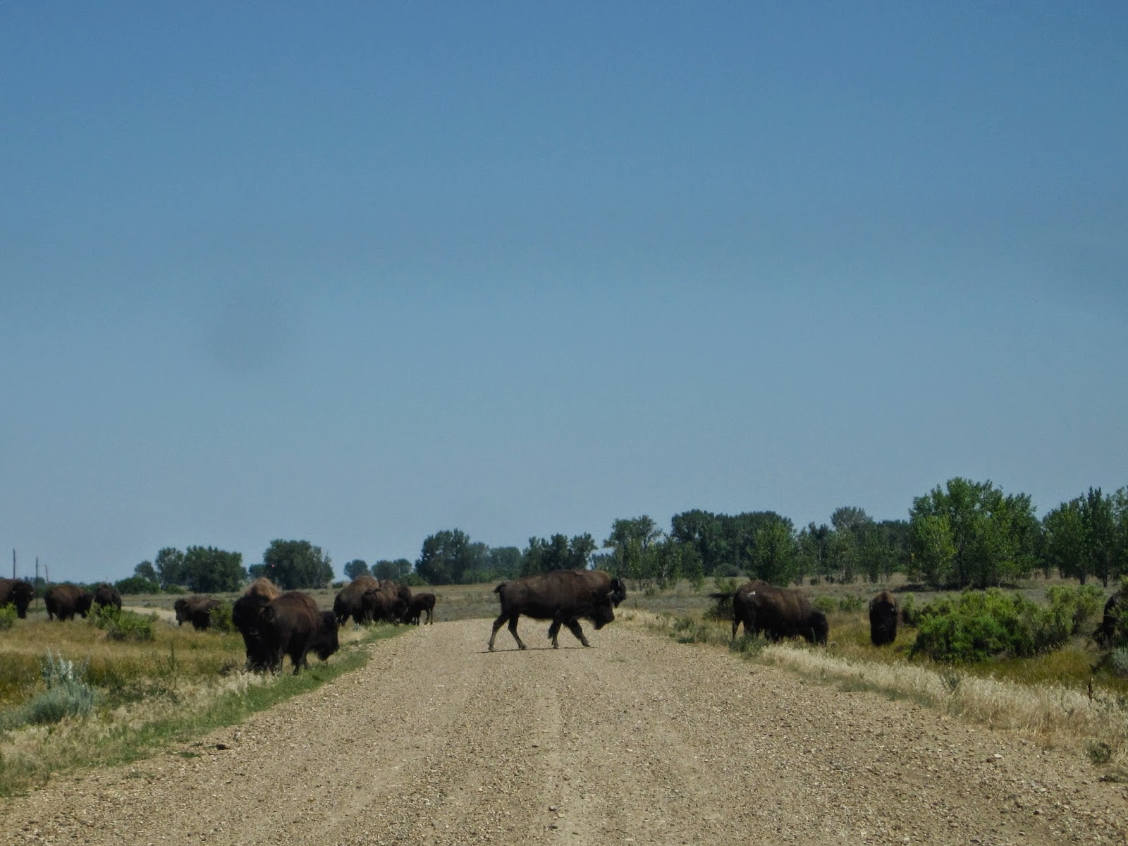 Adventures on the Prairie : American Prairie Wildlife