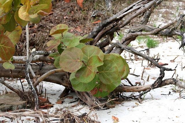 MadSnapper: Coccoloba uvifera