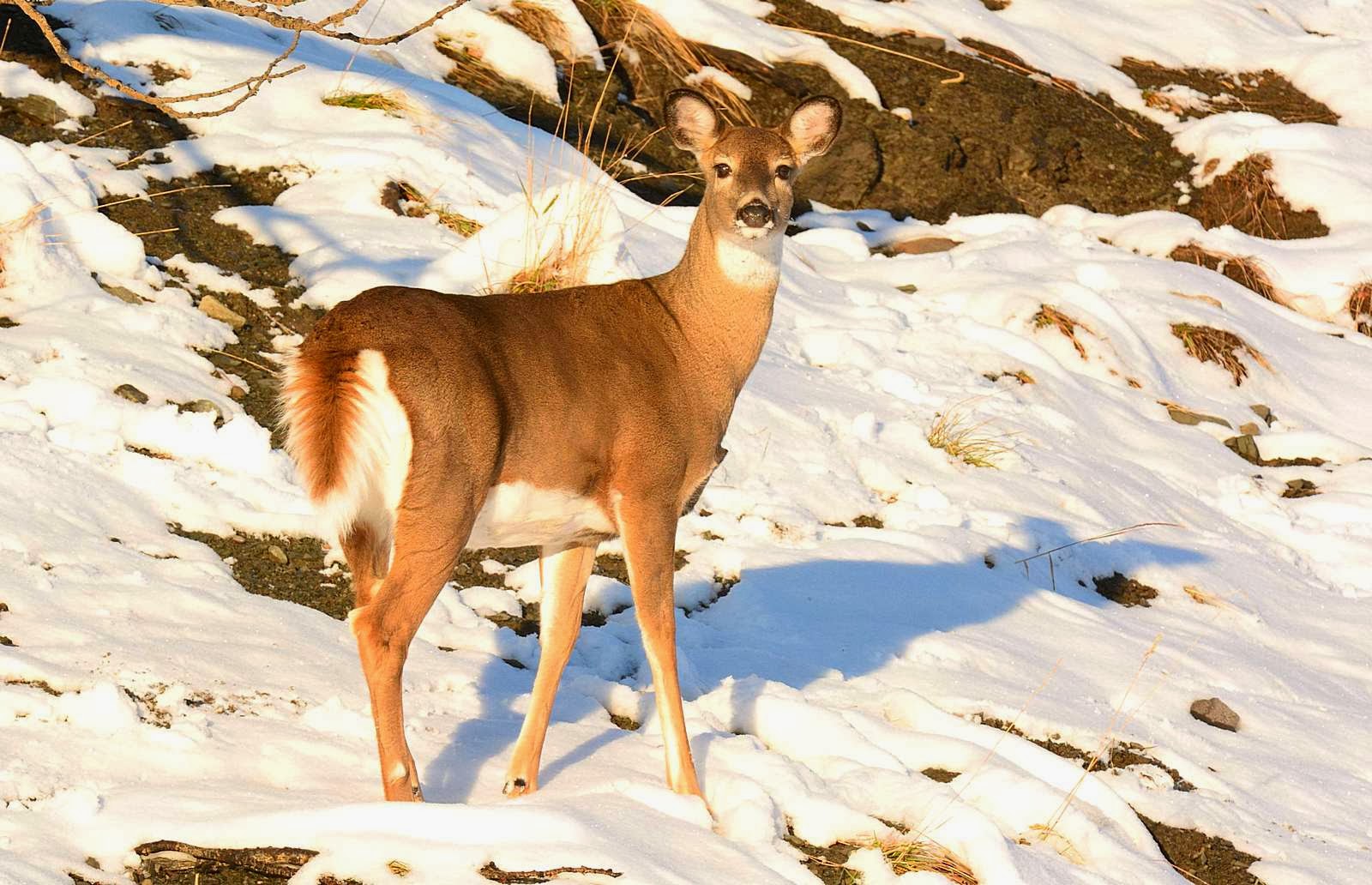 Turbo's Track and Photo Tour: Sheep, deer, elk (20131029) A quick ...