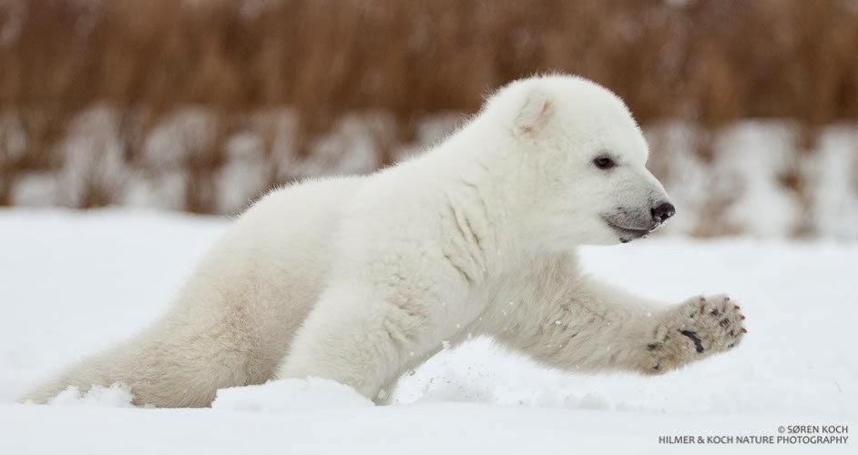Un Mundo en Paz: El "gran hermano" de los osos polares