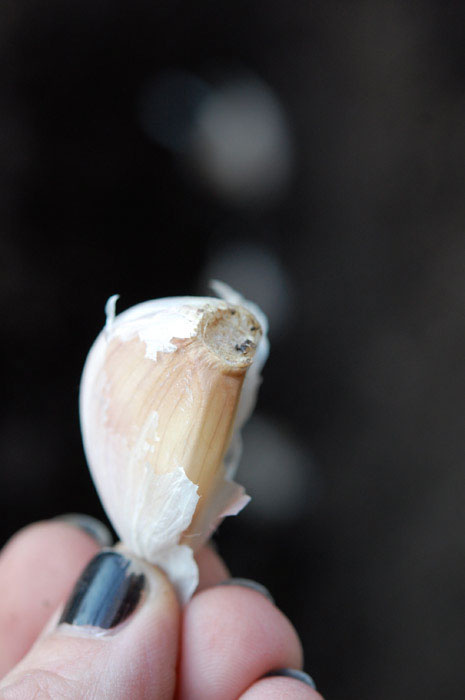 How to plant and grow garlic