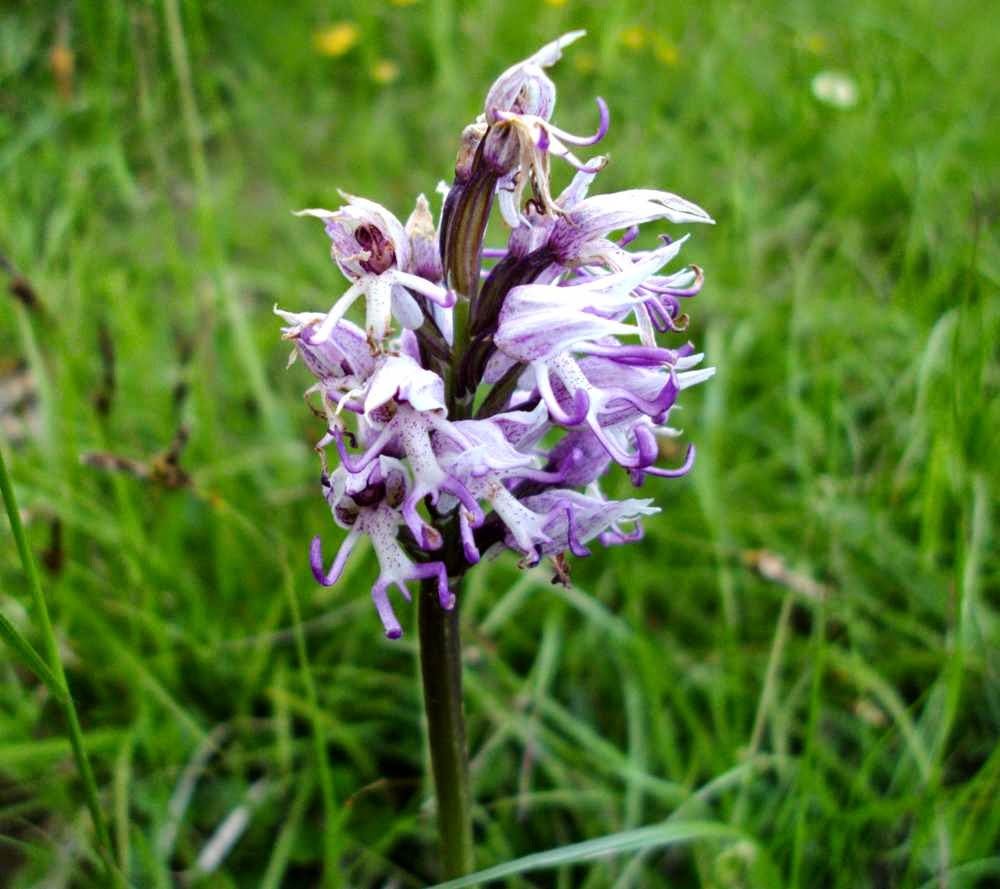 Unis Vers Nature: Encore et toujours la Drôme...