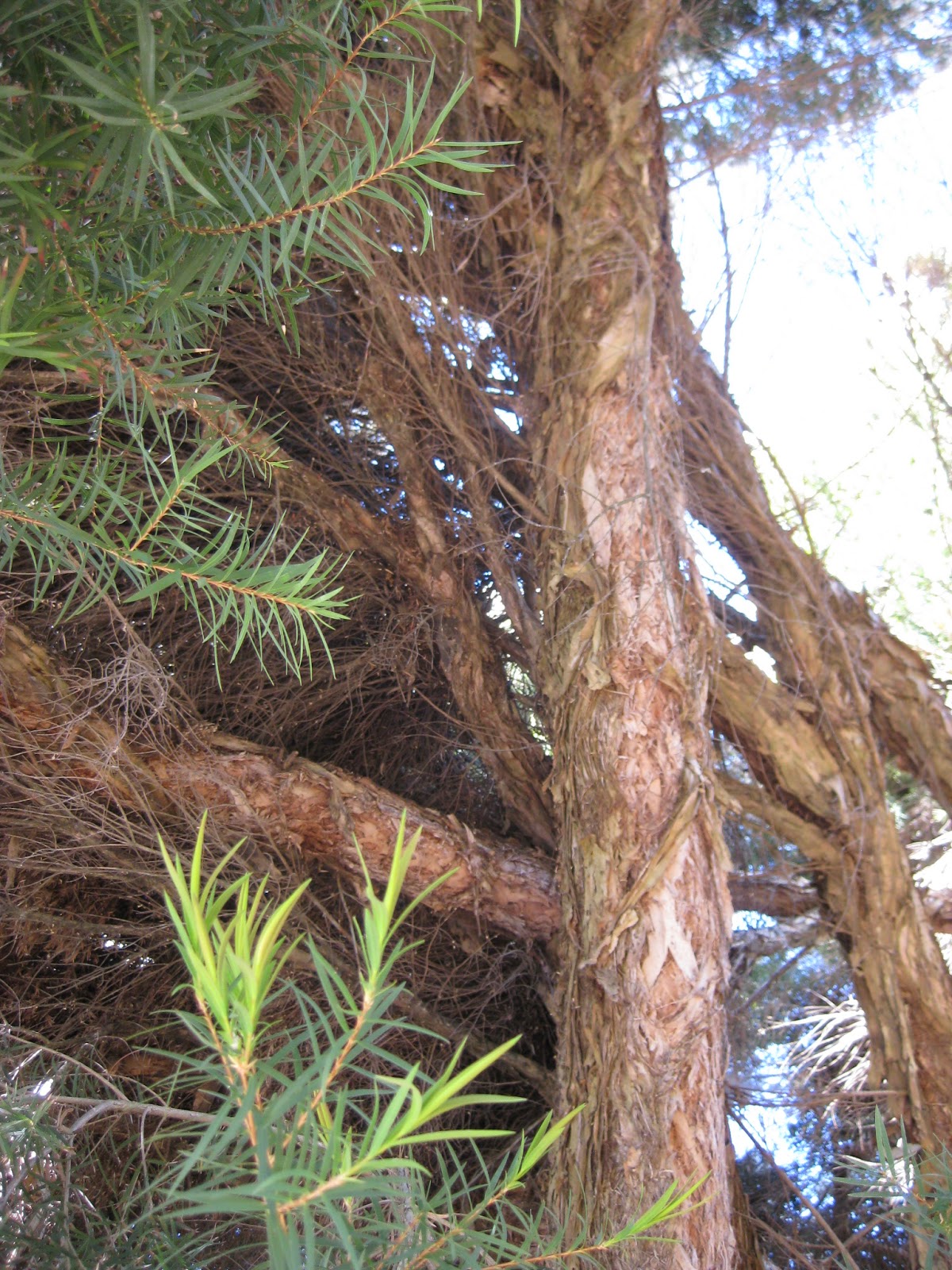 Trees of Santa Cruz County: Melaleuca linariifolia - Flax leaf Paperbark
