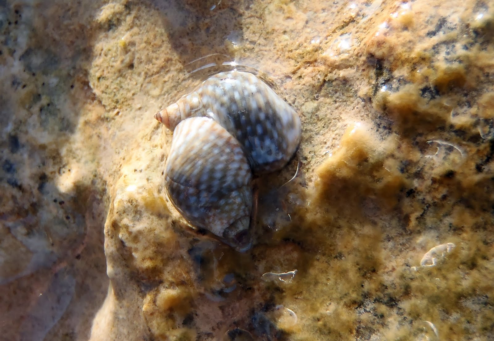 mar menor mar mayor: Littorina punctata. Caracol de mar
