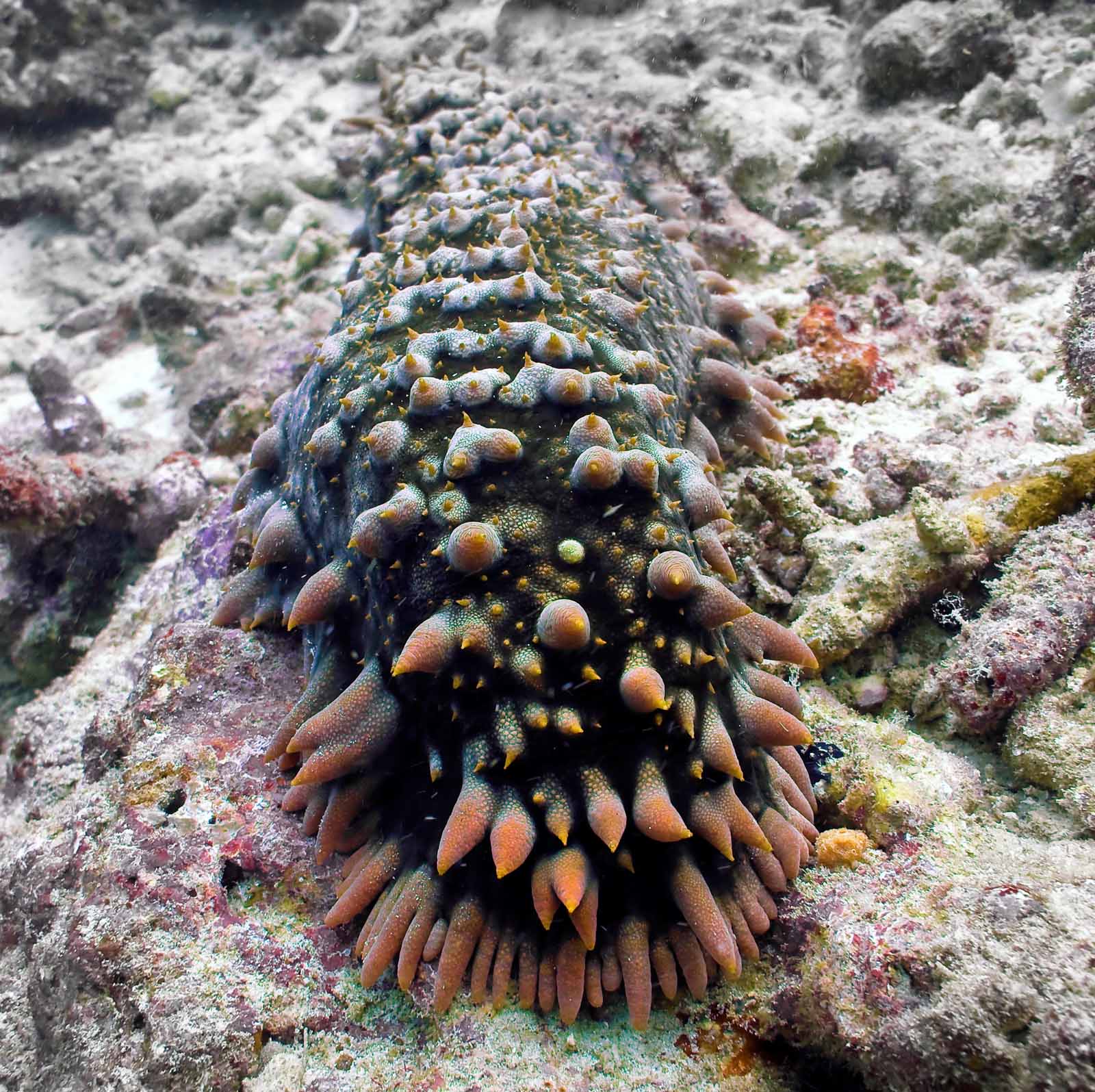 Echinodermata ~ Dunia Hewan