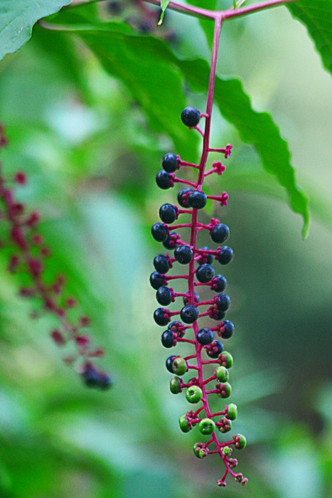 Gardening With Nature: That Southern delicacy, pokeweed