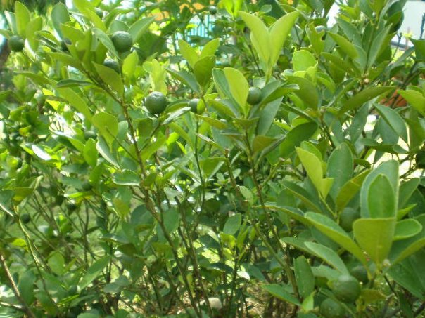 Green Thumb: My Calamansi Tree