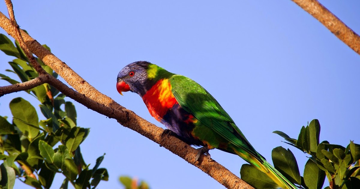 Pixabay, mais de 370 000 imagens de alta qualidade grátis