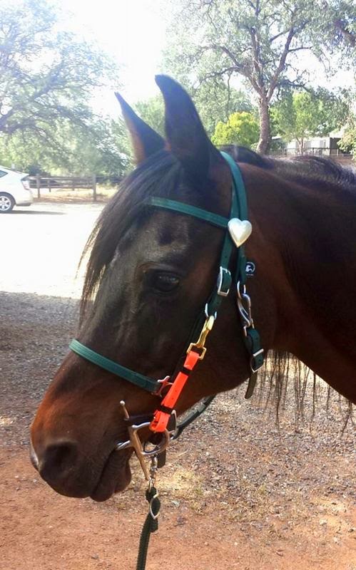 Redheaded Endurance: Tack