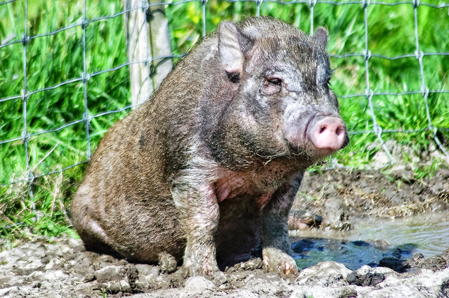 Fieggentrio: Gulzige geilbak. Het varken.
