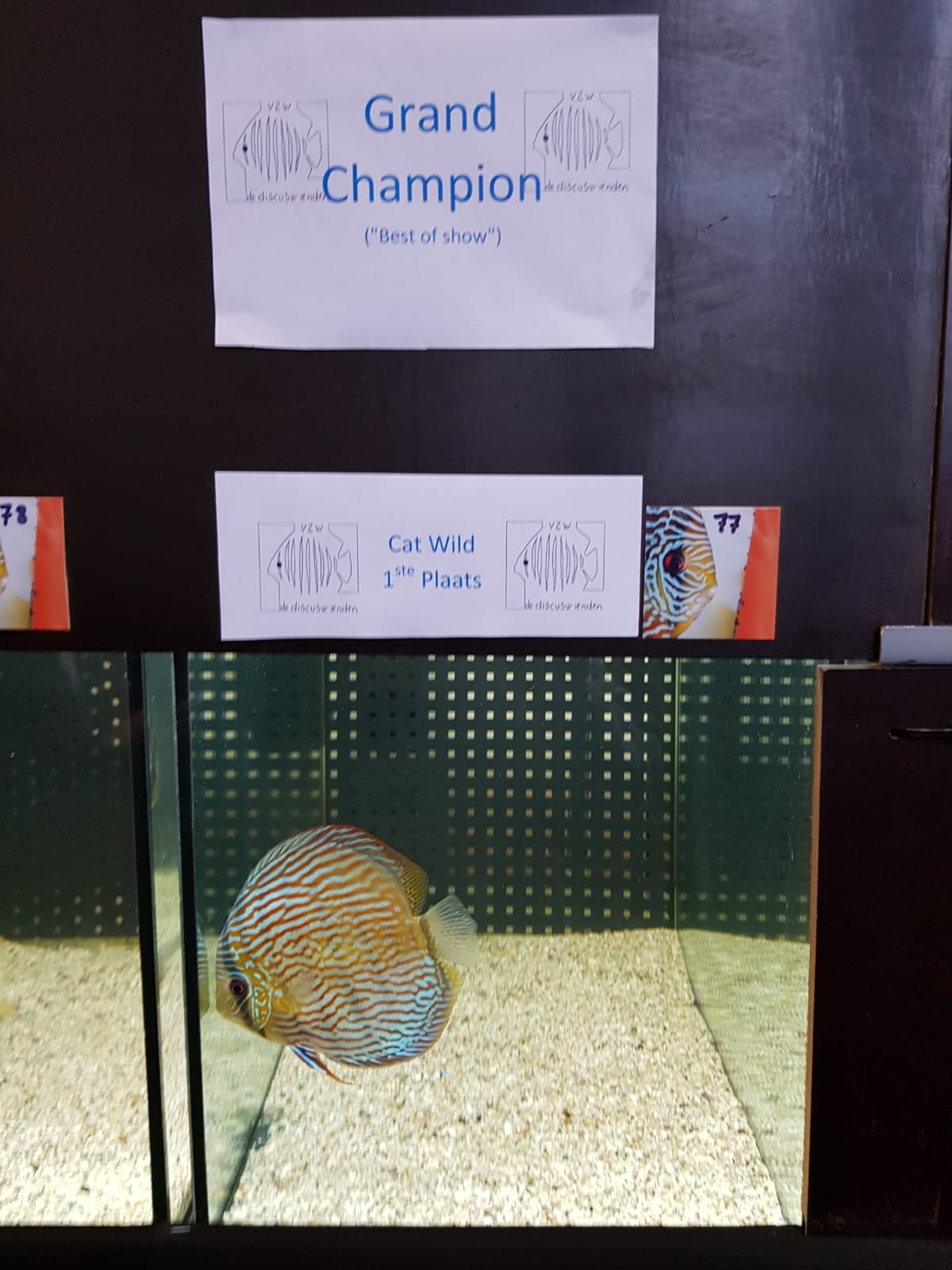 Discus Since 1987 : Factory "Champions" Santarem Discus Discus in Amazon