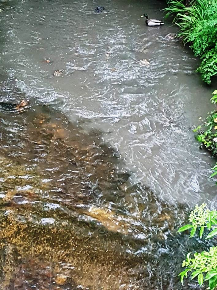 Asturias Verde: Denuncian un nuevo vertido de aguas residuales al rio Arlós