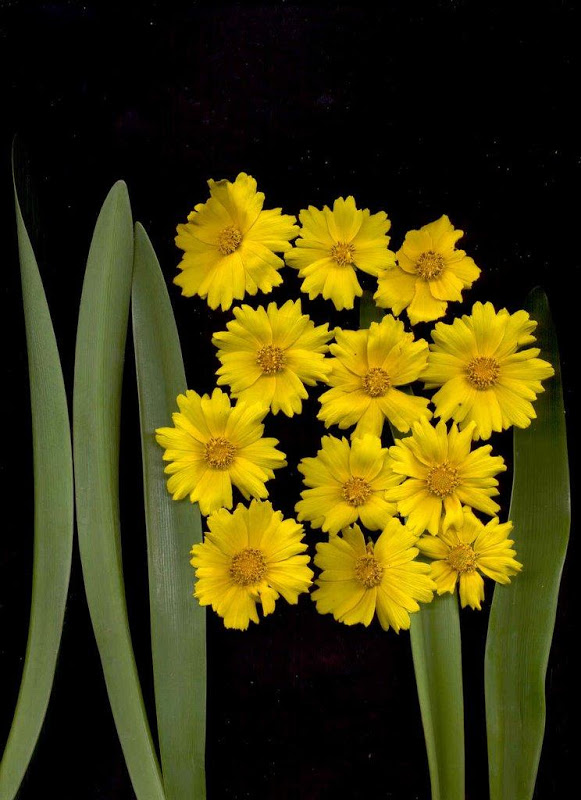 LEAVES OF GRASS: SCANNING FLOWERS... ESCANEANDO FLORES