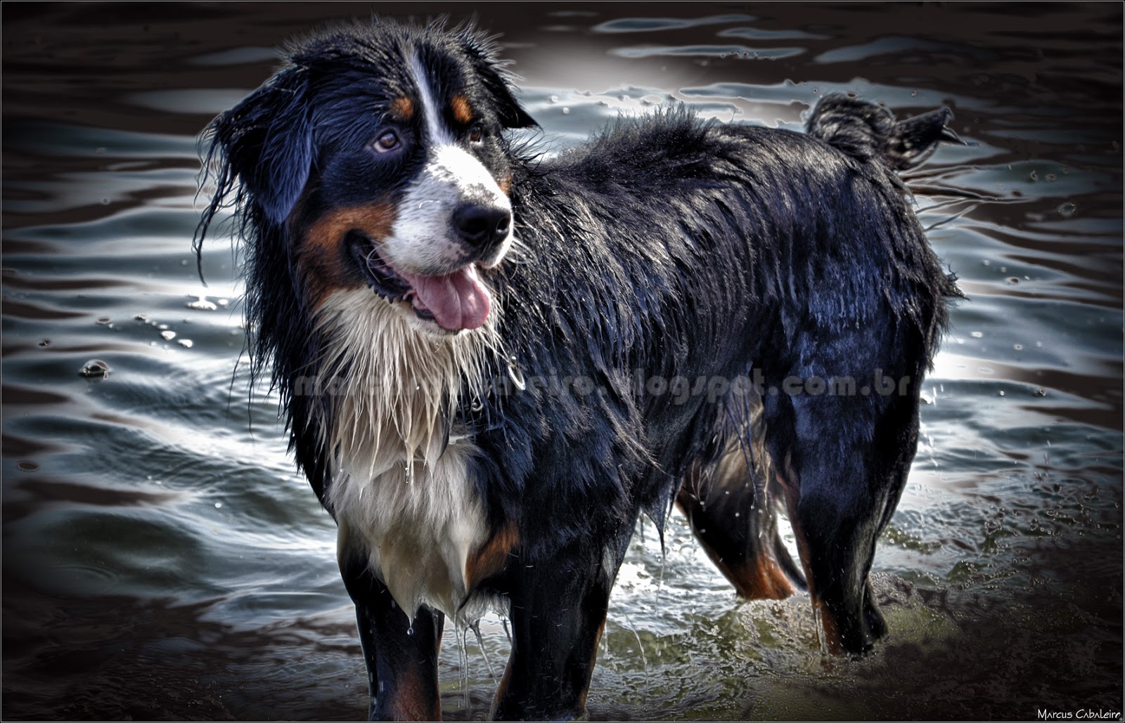 Marcus Cabaleiro: KENZO CÃO DA RAÇA BERNESE