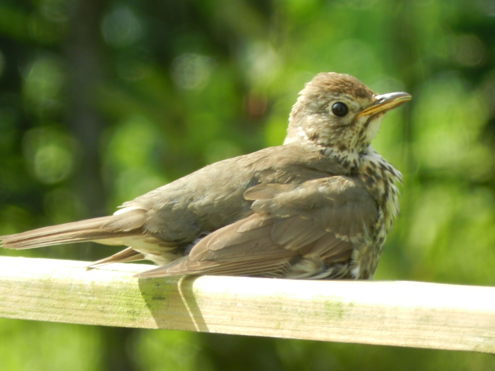 Merveilles-Nature: Goéland, grive et petit rapace JUILLET 2013