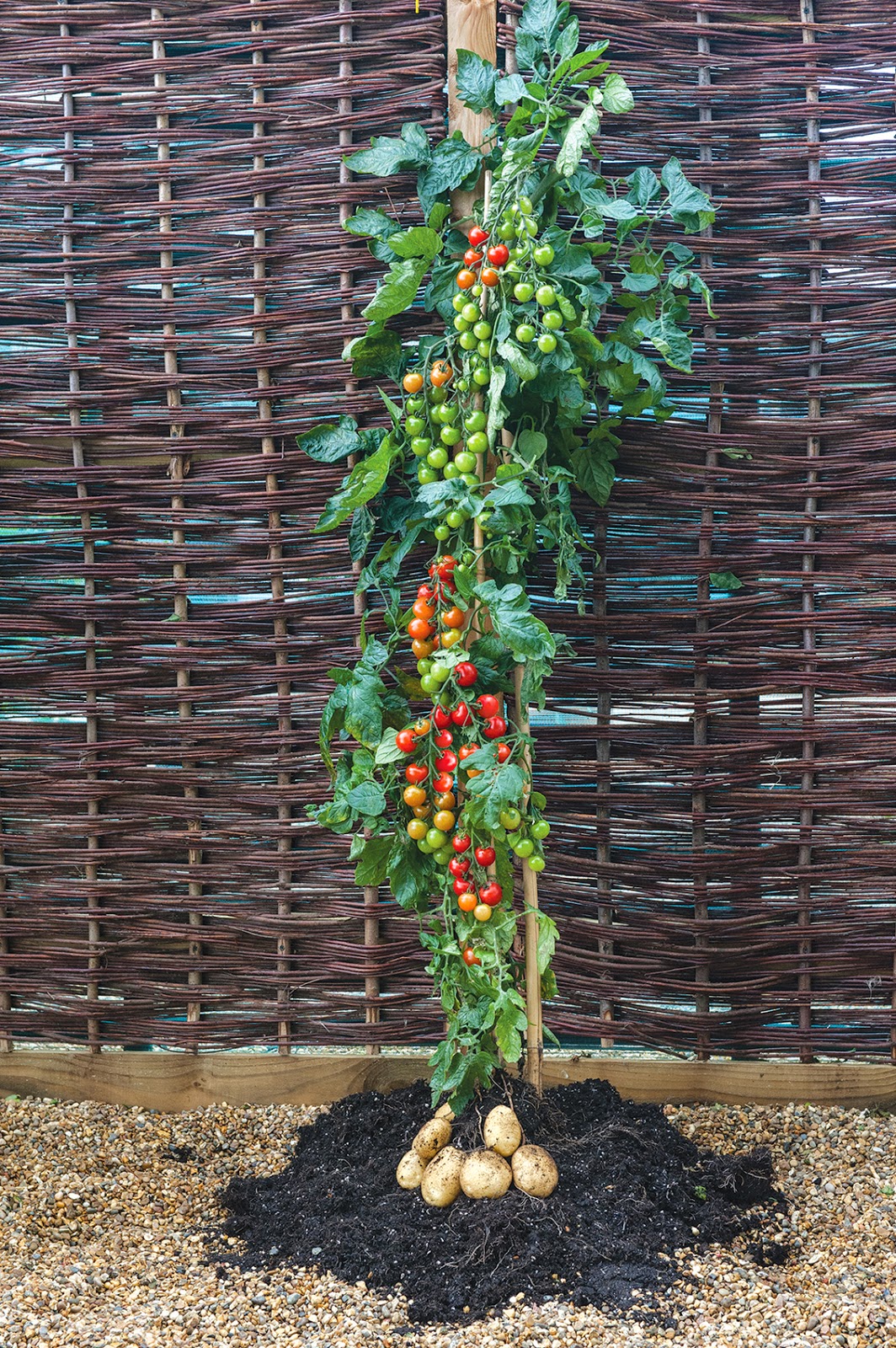 Susan's In the Garden: Brand new: The TomTato grafted tomato/potato combo!