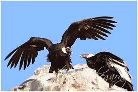 PAPELDEARBOL: EL CONDOR REGRESA A LOS ANDES.CRUZADA INTERNACIONAL EN ...