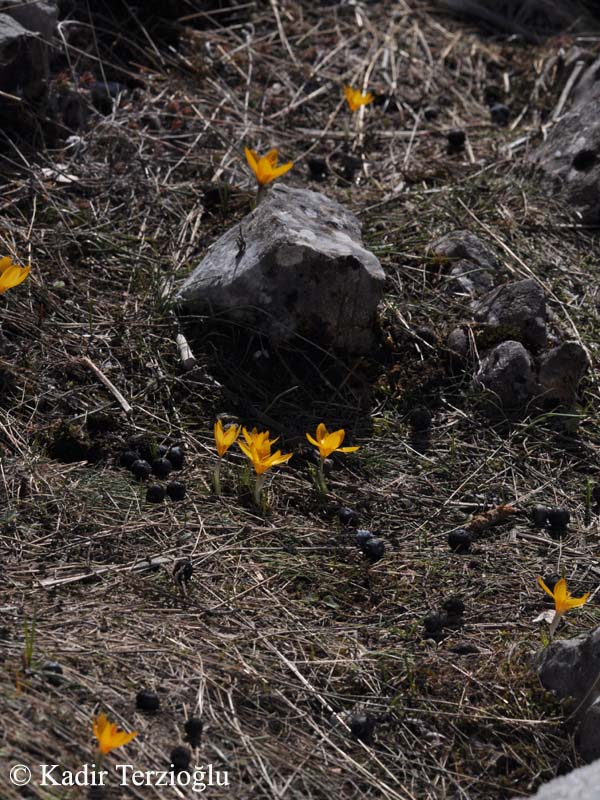 The Country Of Crocuses: Crocus gembosii Ruksans
