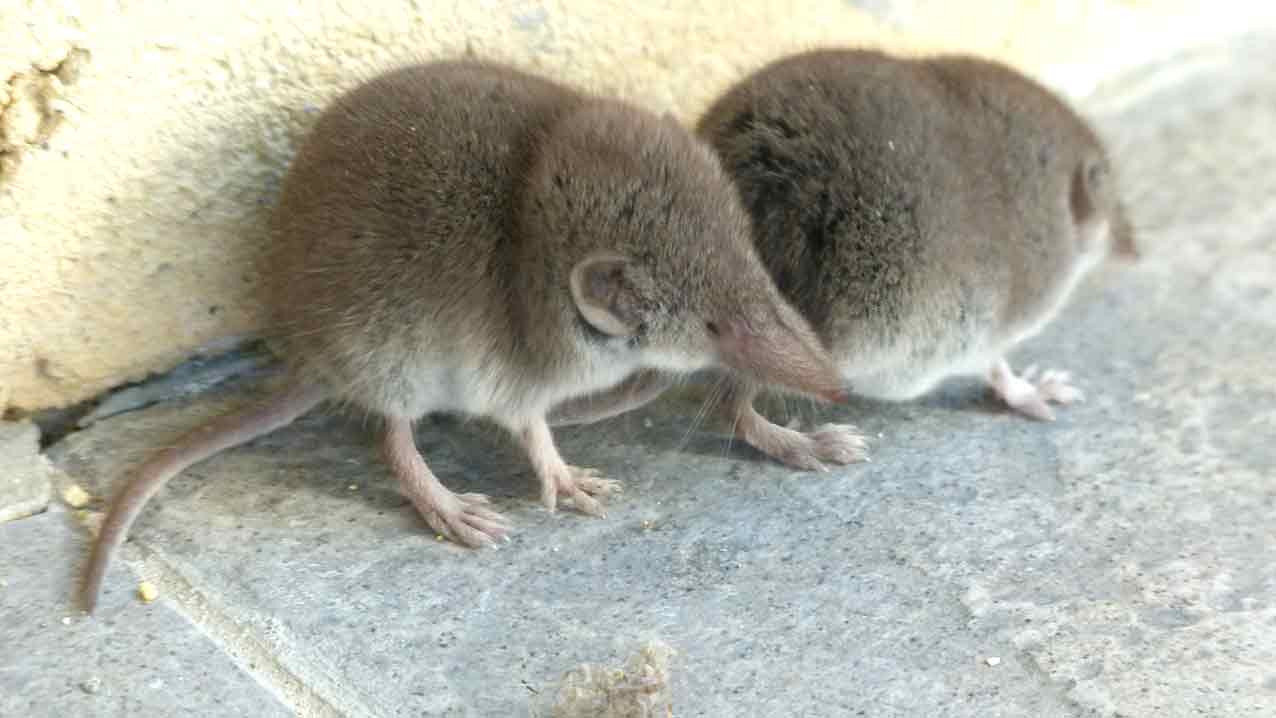 Faune Flore d'Ul: Musaraigne