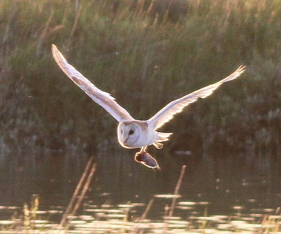 Birding Poole Harbour & Beyond: 11 June 14 - An Obliging Barn Owl