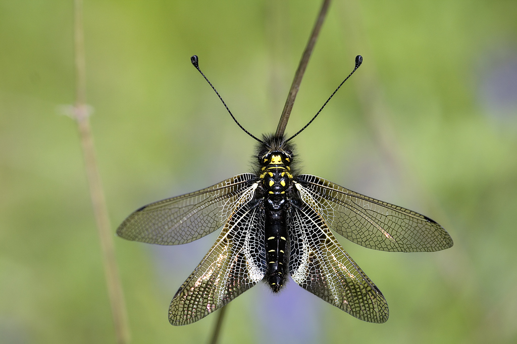 Invertebrados de Huesca: Libelloides hispanicus (Rambur, 1842)