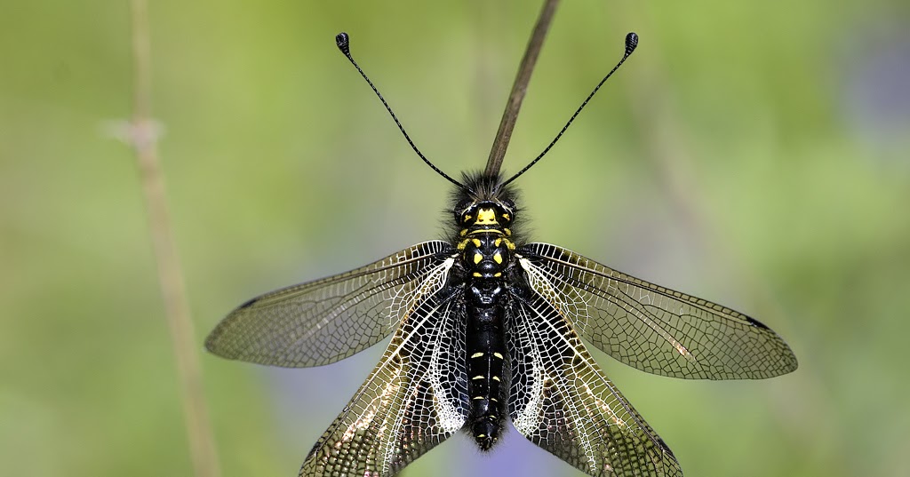 Invertebrados de Huesca: Libelloides hispanicus (Rambur, 1842)