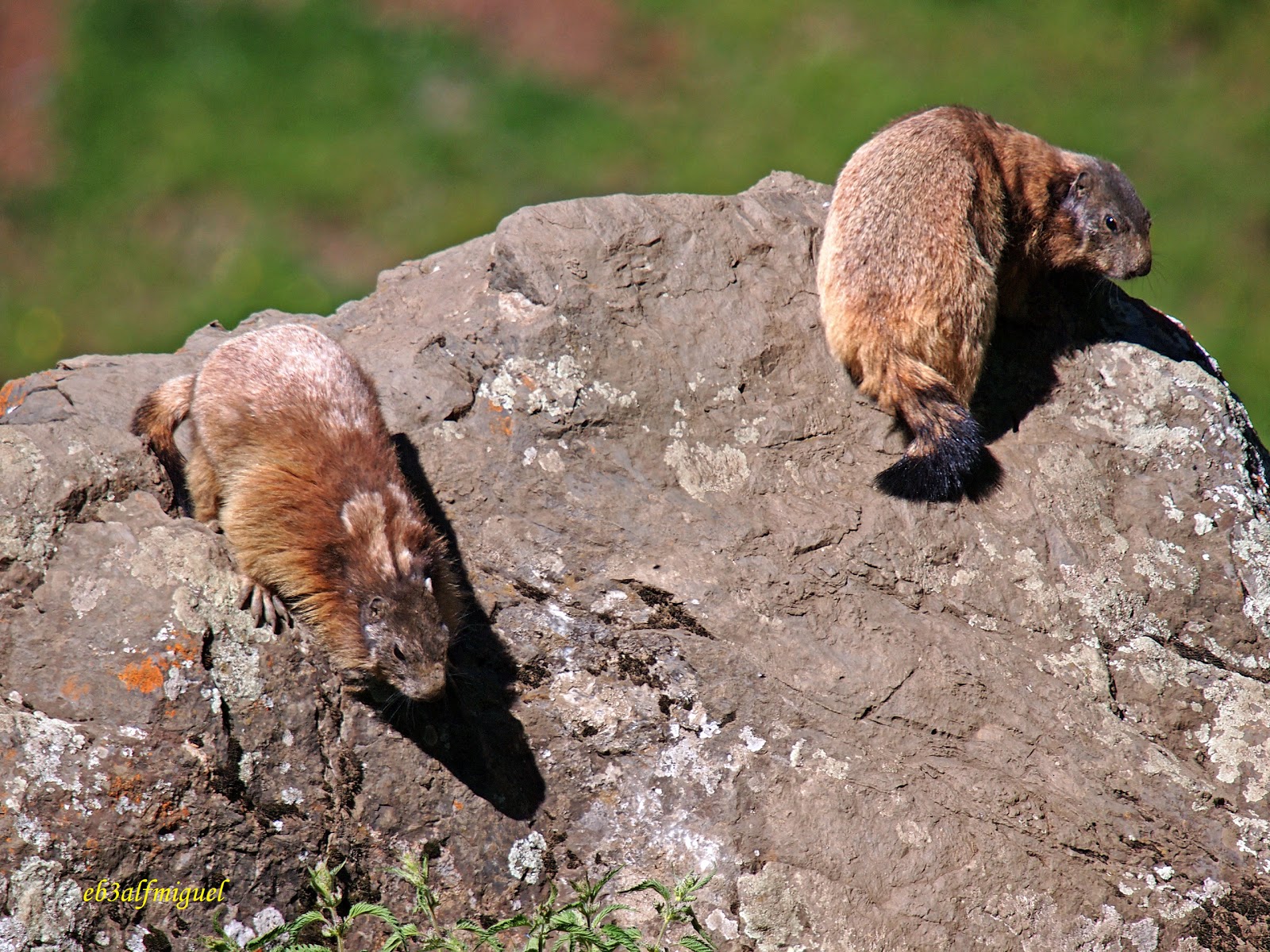 Miguel fotografia: Marmota (Marmota marmota)