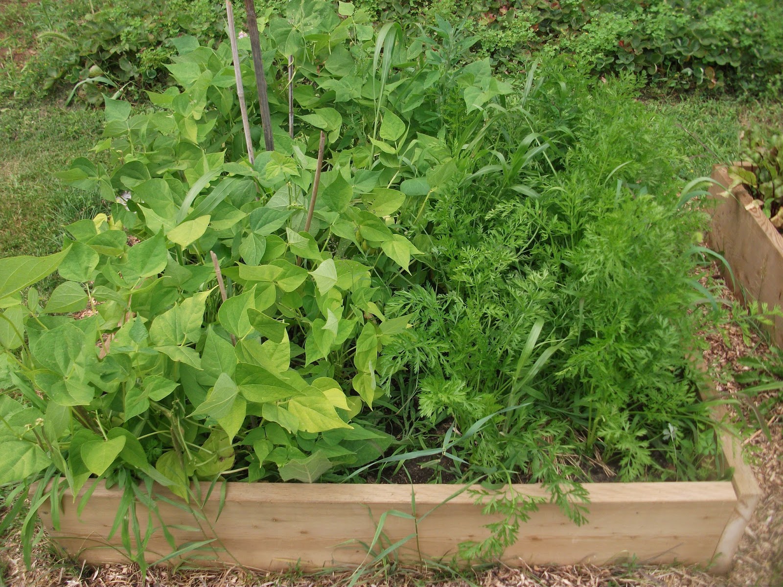 Cold Hands Warm Earth: Paris Market Atlas Carrots