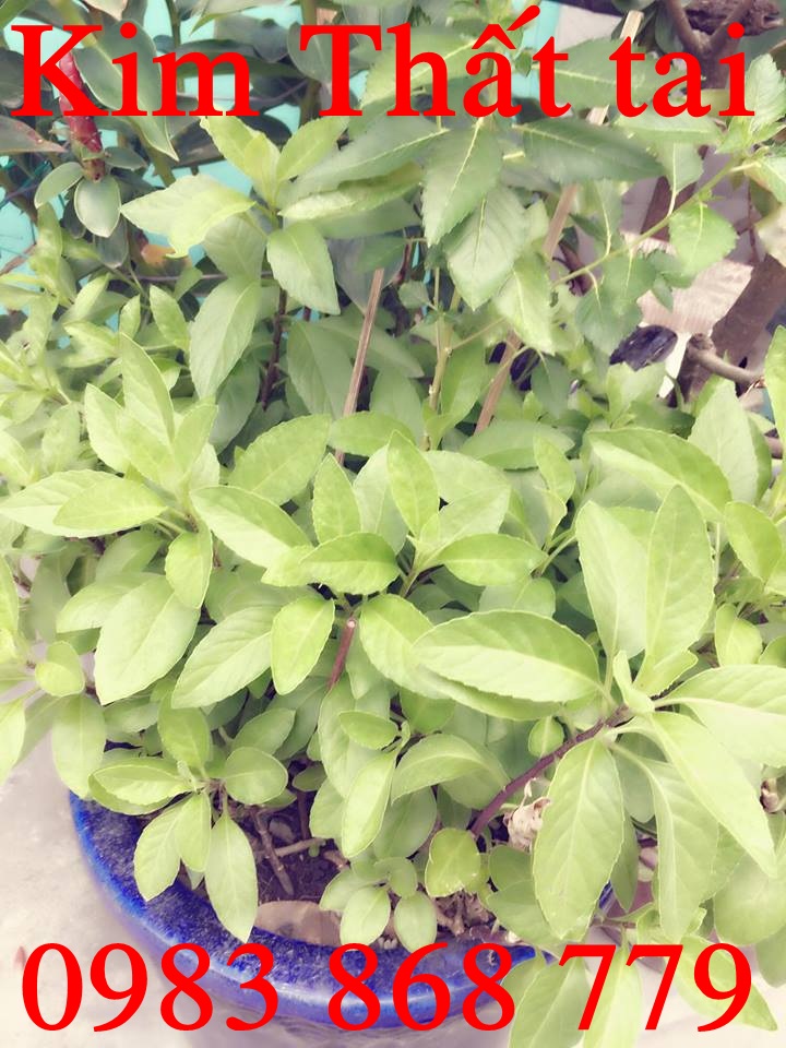 Kim Thất Tai